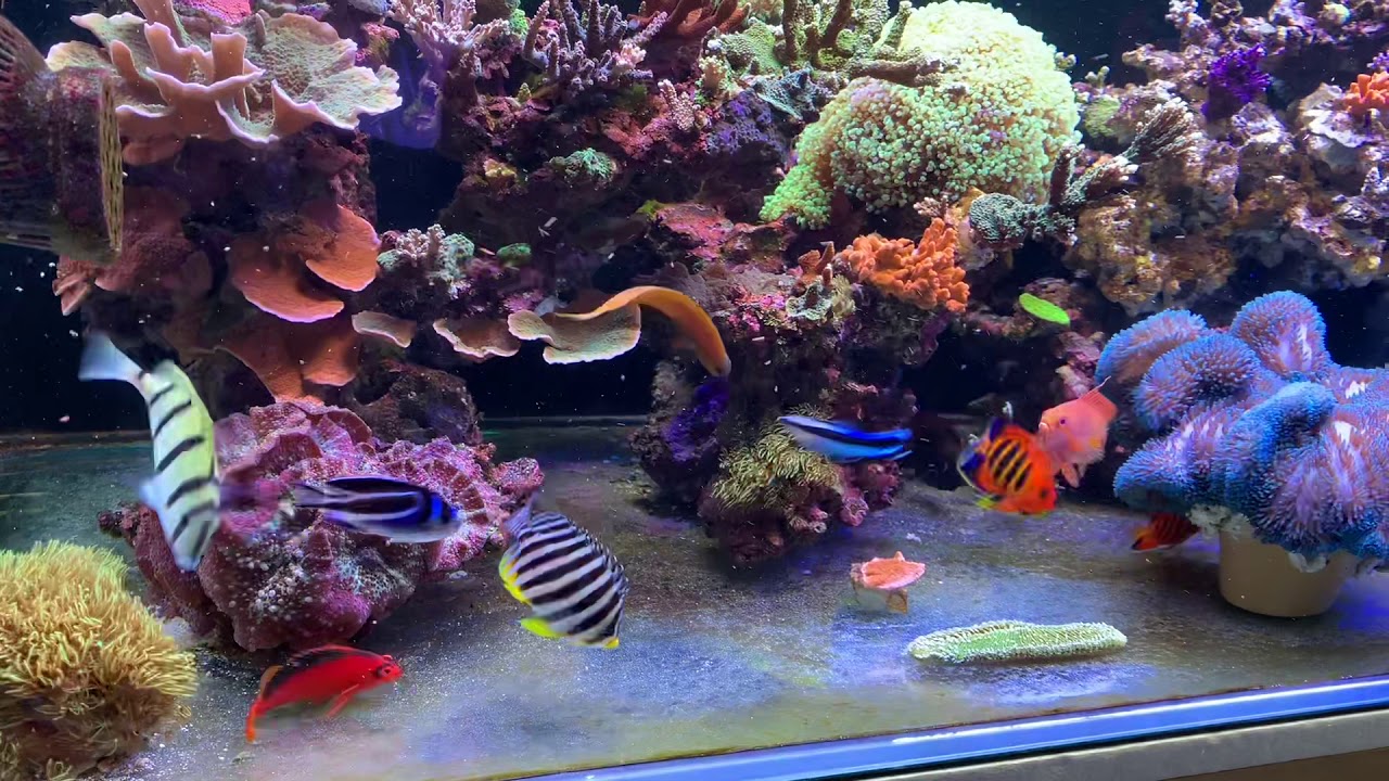 Multibarred Angelfish、centropyge aurantius、Flame Angelfish eats lunch ...