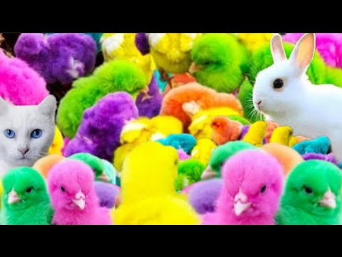 Catching chicken, cute chickens, rainbow chickens, colorful chickens ...