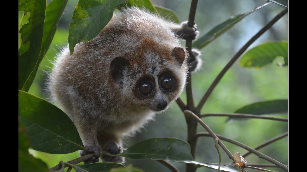 First ever loris explores new semi-wild area| Slow loris - YouTube