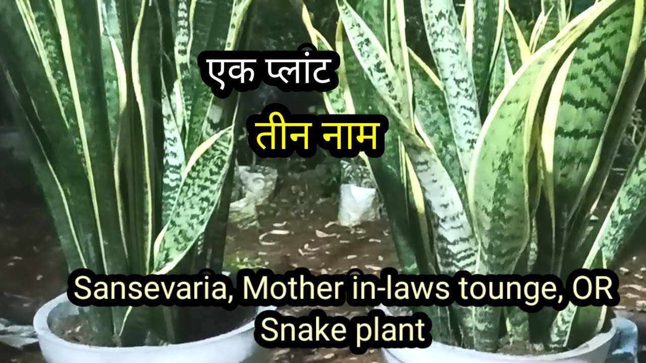 Sansevaria or snake plant benefits in your life || snake plant care ...
