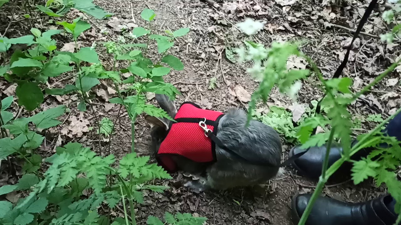 Baby Dex goes on the path of pathwayness - YouTube
