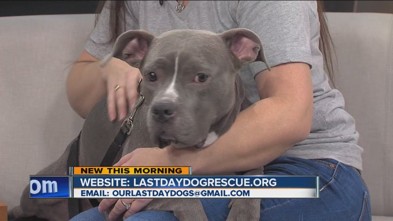 Pet of the Week: Dog named 'Bunny' from Last Day Dog Rescue - YouTube