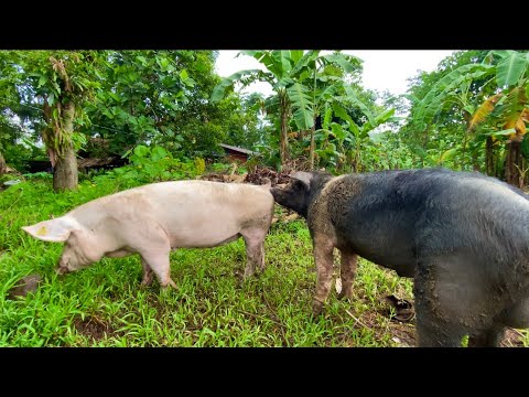 This is the Easy way of breeding Pig in Rural Life#pigbreeding 