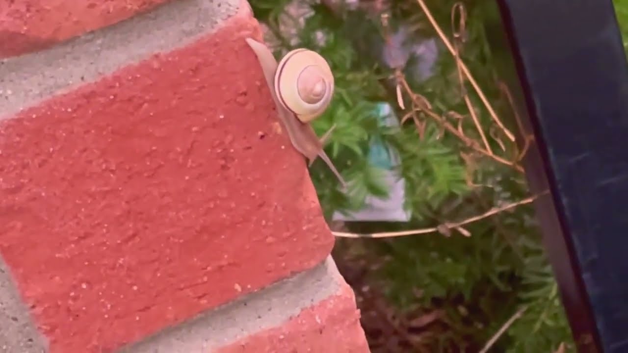 The World’s Fastest Snail. - YouTube