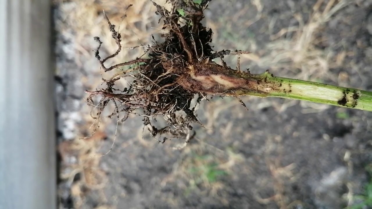 Marchitez o secadera del pimiento, posible Phytophtora capsici - YouTube