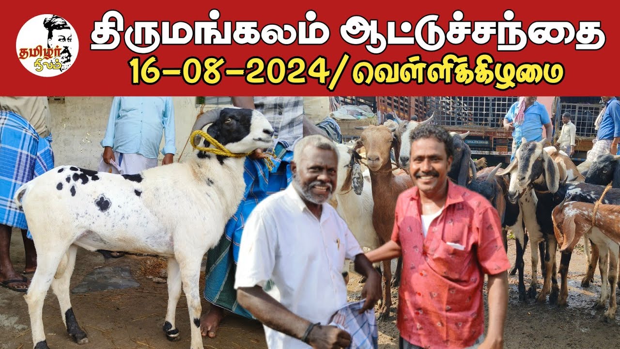 16-08-2024 / திருமங்கலம் ஆட்டுச் சந்தை / மதுரை மாவட்டம் - YouTube