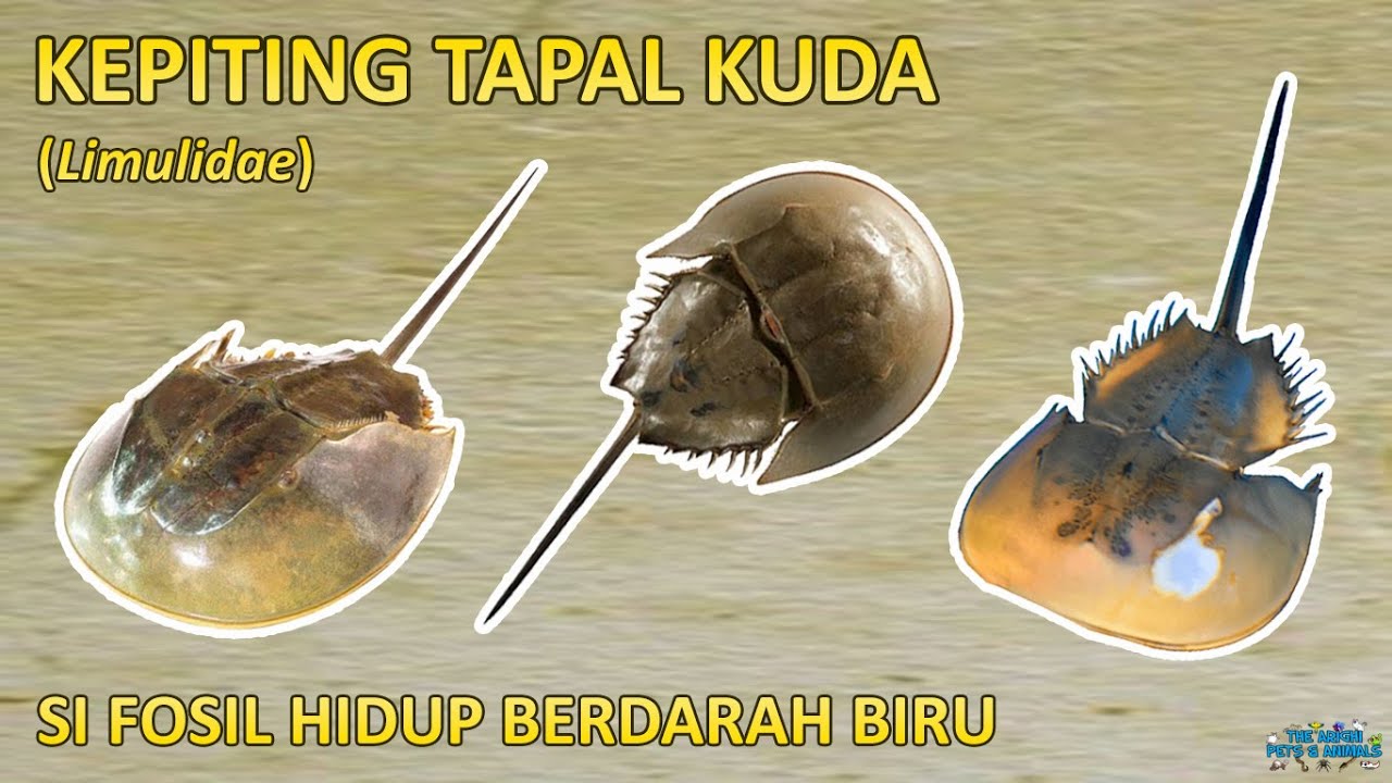 Kepiting Tapal Kuda: Fosil hidup berdarah biru yang setia pada ...