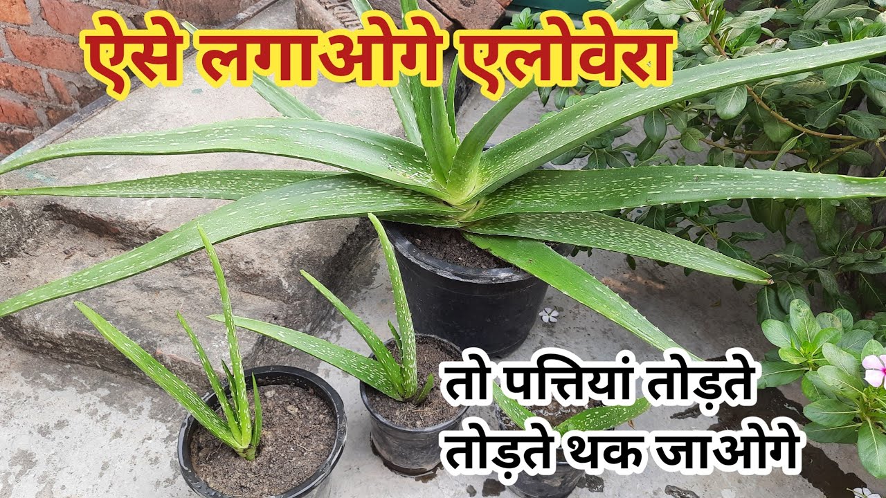 aloe vera growing tips / how to grow aloe vera / एलोवेरा का पौधा कैसे ...