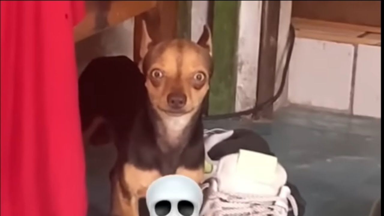 LOS SKINWALKERS ACTUANDO COMO HUMANOS / PARTE 2 : RECOPILACIÓN DE TIK ...