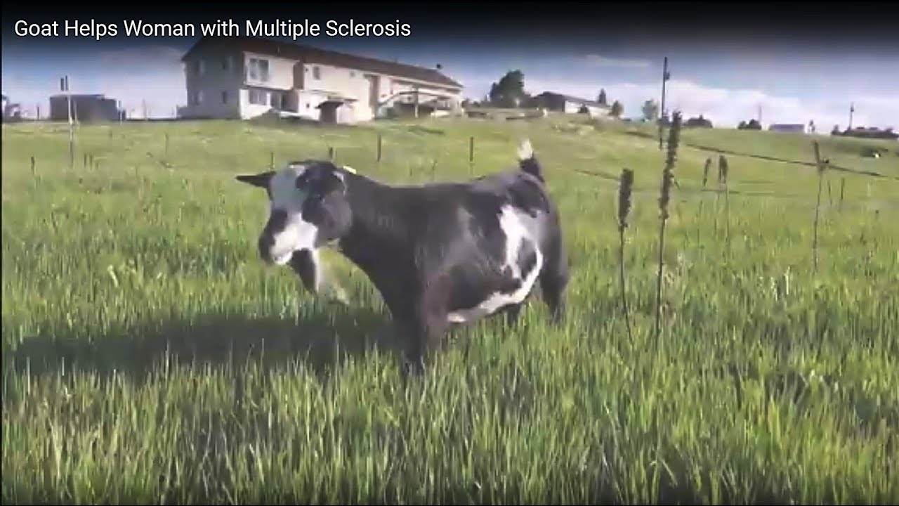 Goat | Cookie Helps Owner with Multiple Sclerosis! - YouTube