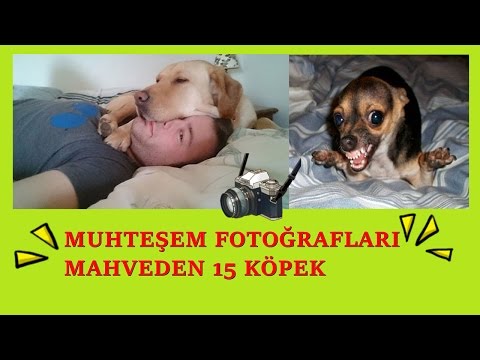 MUHTEŞEM ÇEKİMLERİ MAHVEDEN 15 KÖPEK