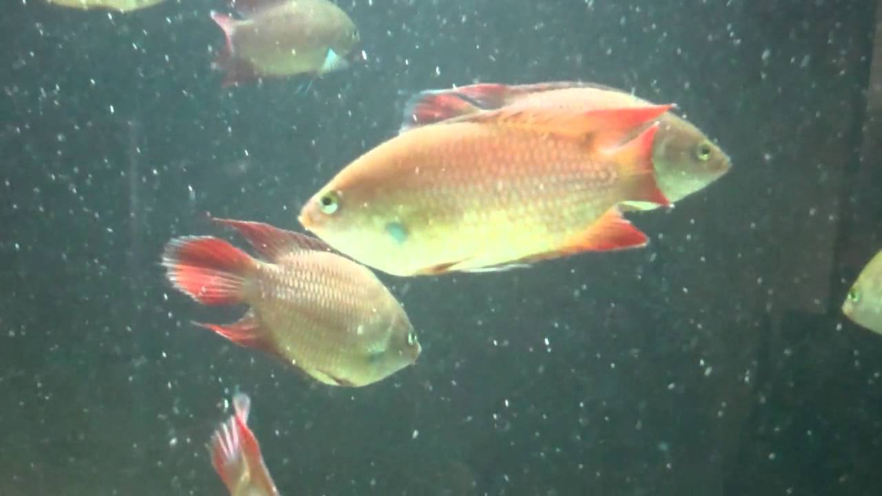 Belontia Signata - Ceylonese Combtail Paradise fish - 08 - YouTube