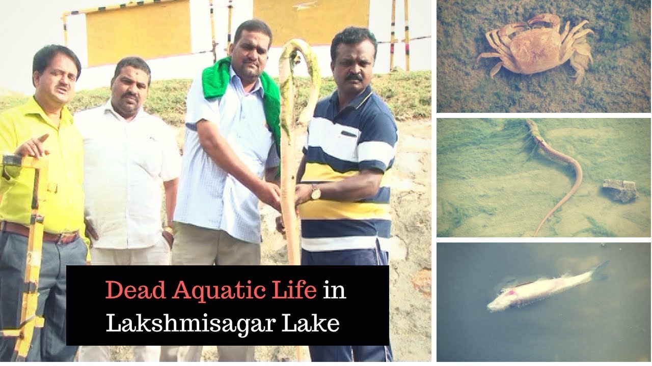 Dead Aquatic Life Float on Lakshmisagar Lake - YouTube