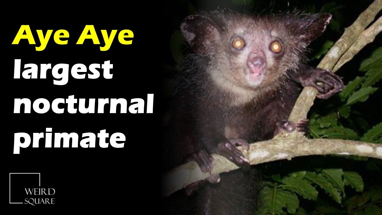 The Aye Aye is a species of Lemur that is found inhabiting the ...