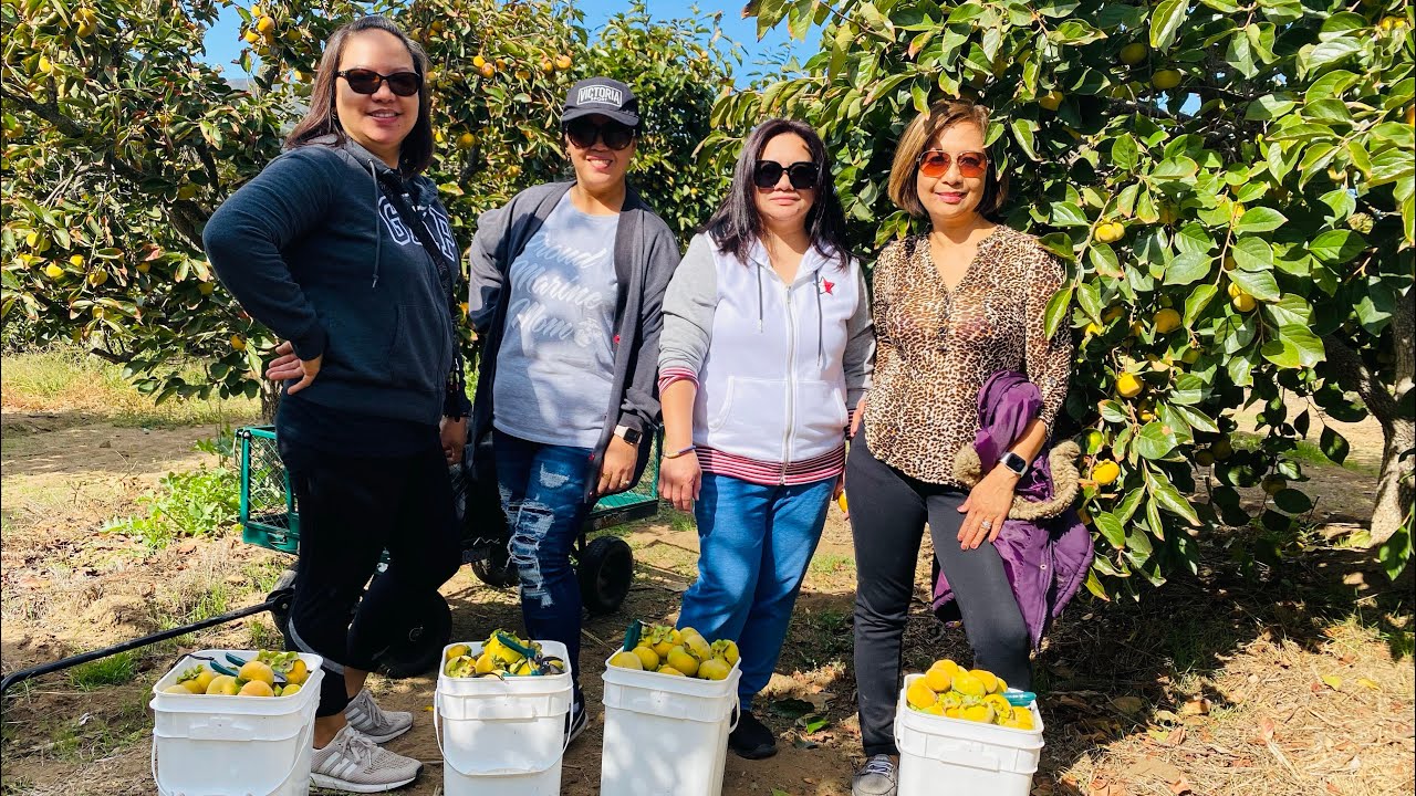 Persimmon picking from Bar 2 Ranch Pauma Valley California - YouTube