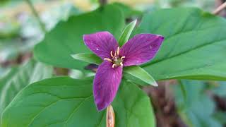 Plant ID: western trillium (Trillium ovatum)