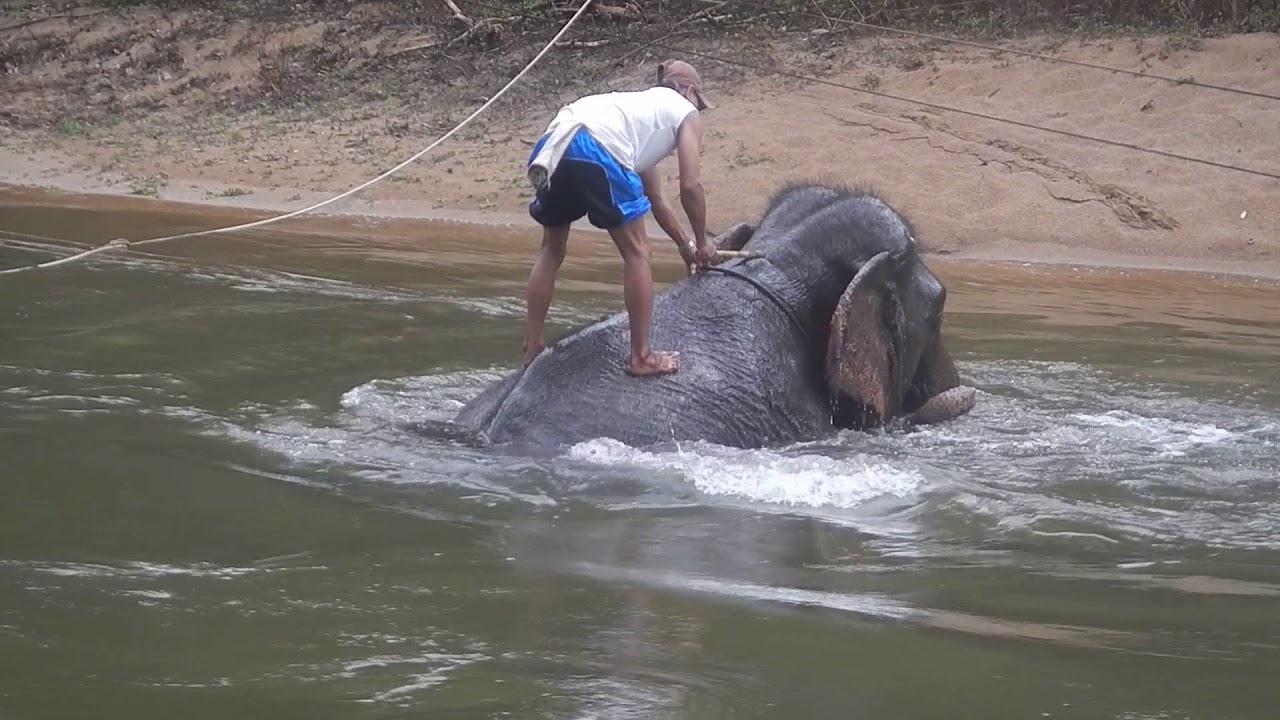 Dunking the Elephant - YouTube