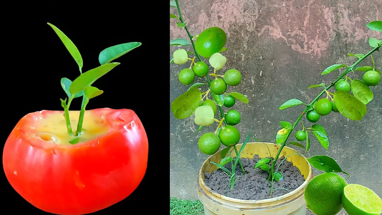 Amazing Idea Of Best Grafting Lemon Tree From Tomatoes Using Aloe Vera ...