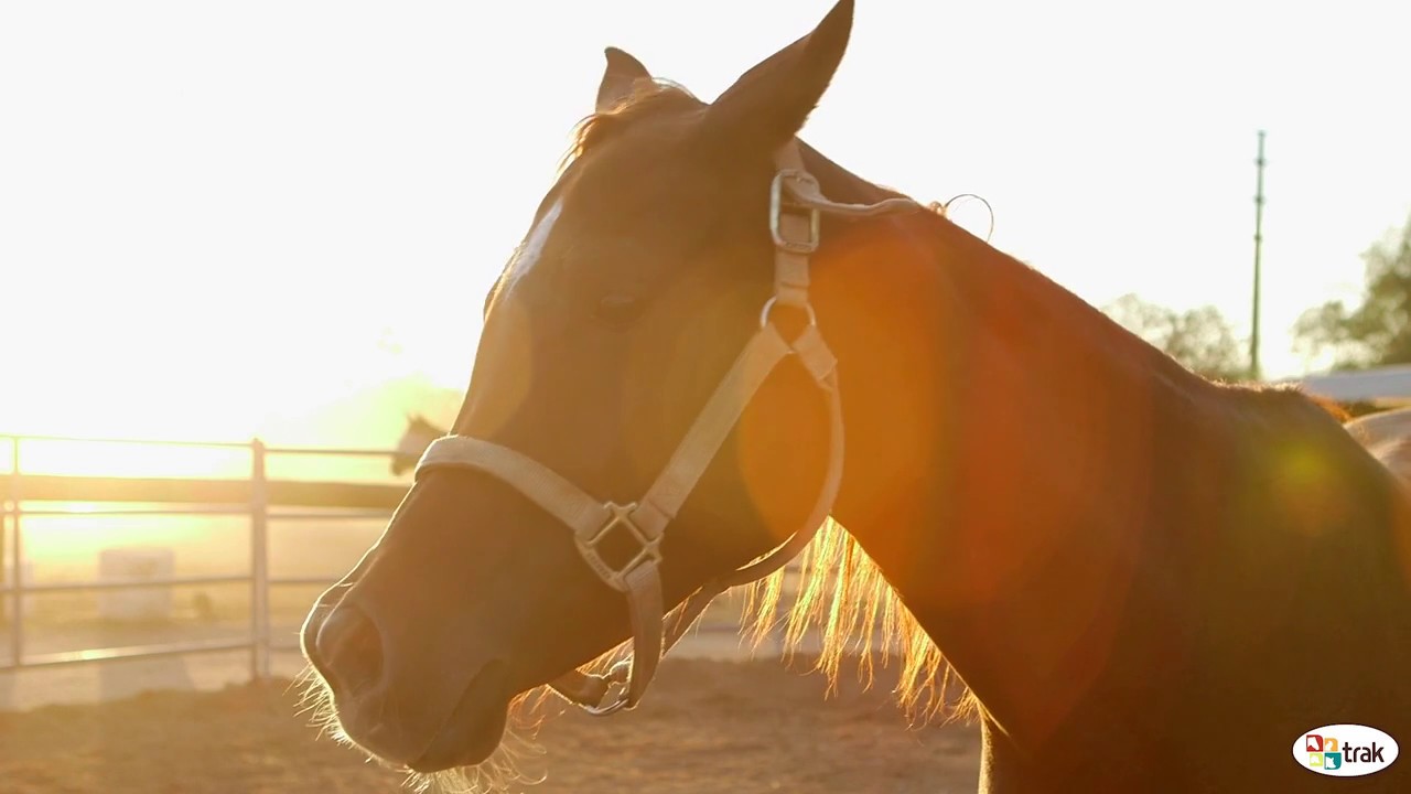TRAK Therapeutic Ranch for Animals and Kids - YouTube