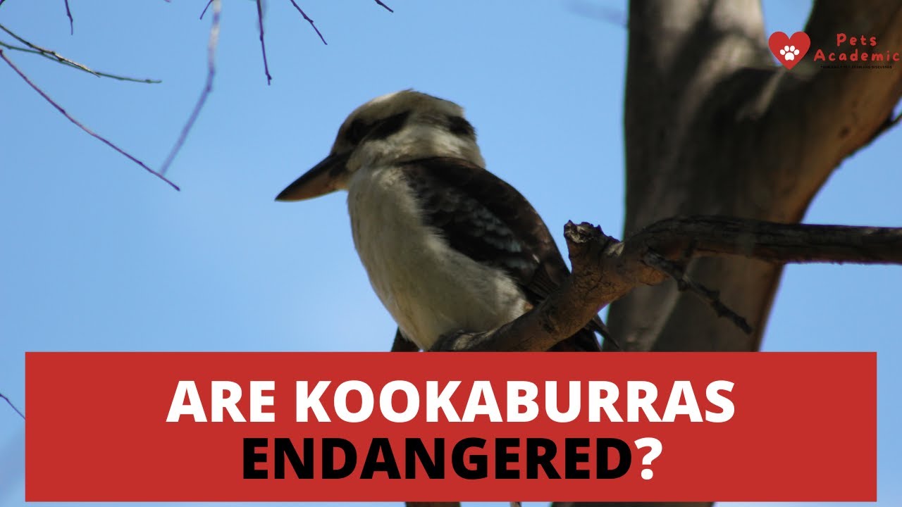 Are Kookaburras Endangered? - YouTube