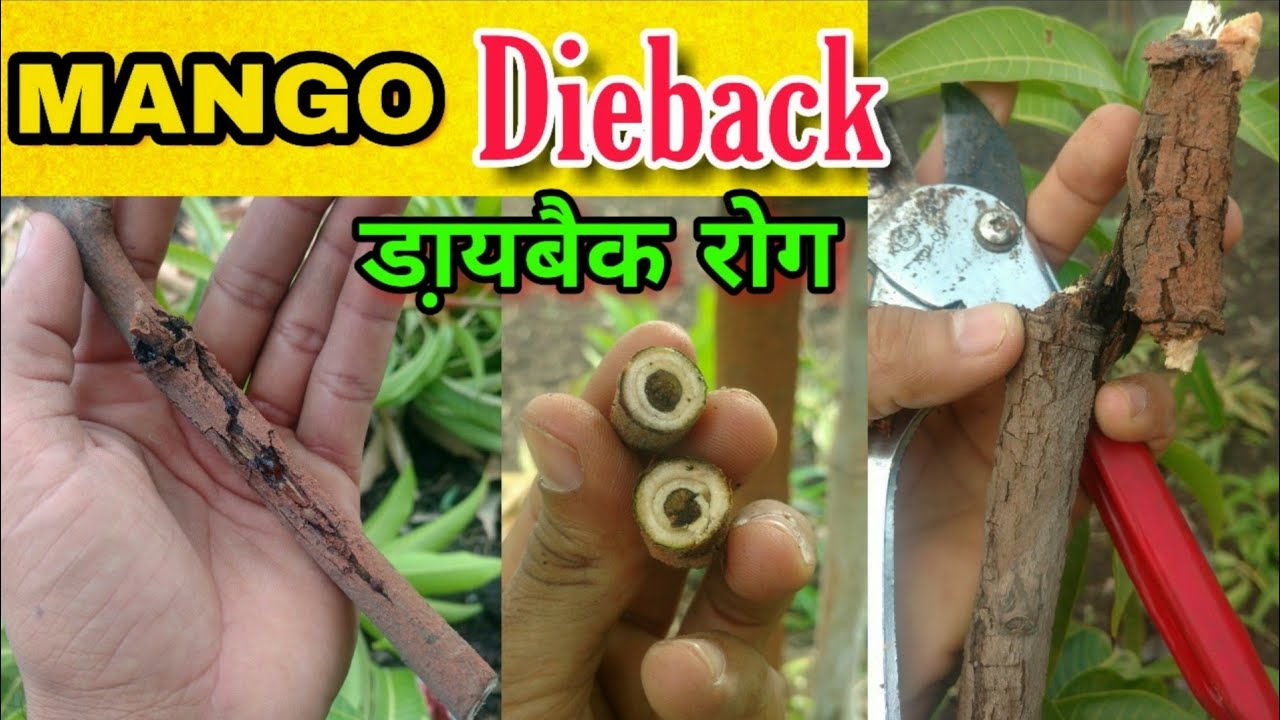 आम की टहनियों का सूख जाना | डायबैक/उल्टा सूखा रोग | Mango Dieback ...