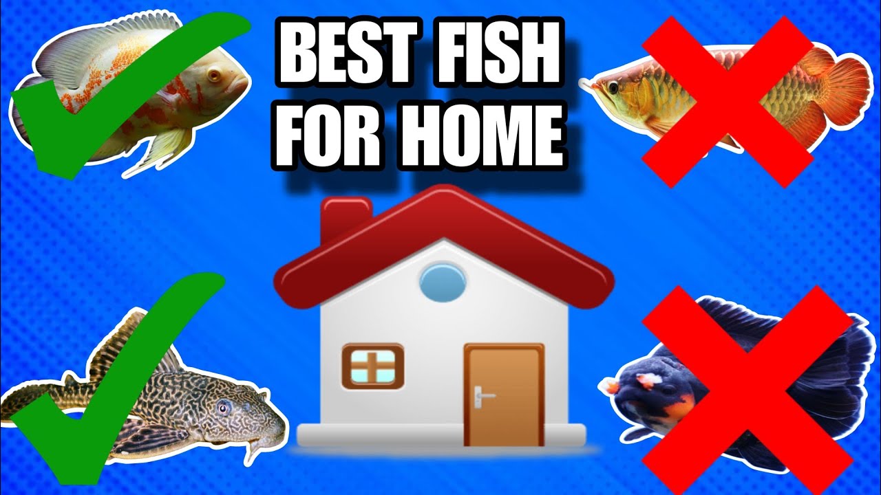 Best 20 Aquarium Fish For Home Aquarium | Best 20 Freshwater Fish For ...