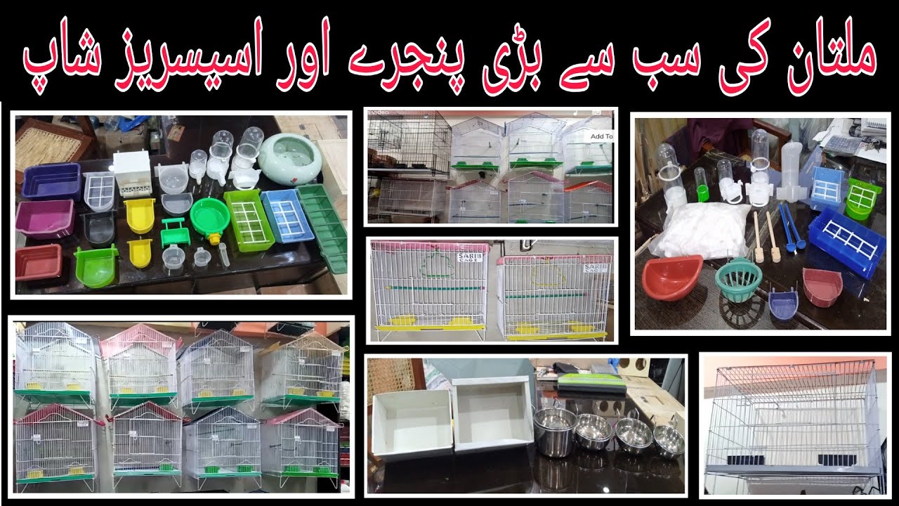 Visited at zaman birds & frrd house | multan birds market | inqubetar ...