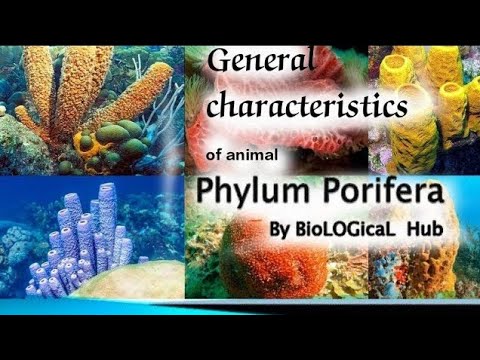 General characteristics of Animal phylums(phylum porifera) lecture#1 ...
