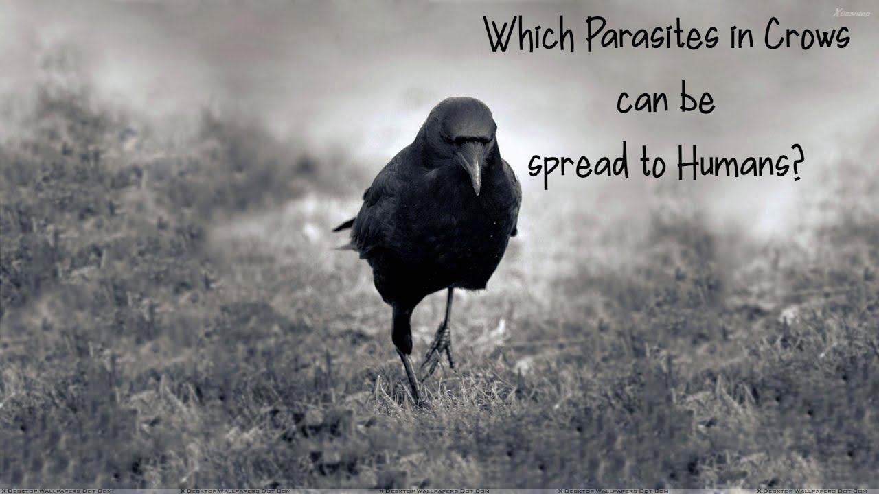 Which parasites in crows can be spread to humans - YouTube