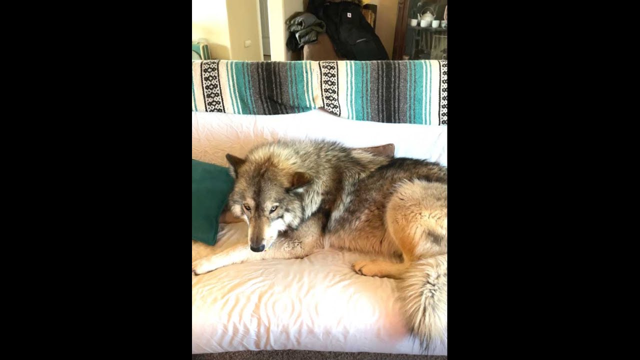 Massive Wolfdog Puppy Comes Inside The House & This Is What Happened ...