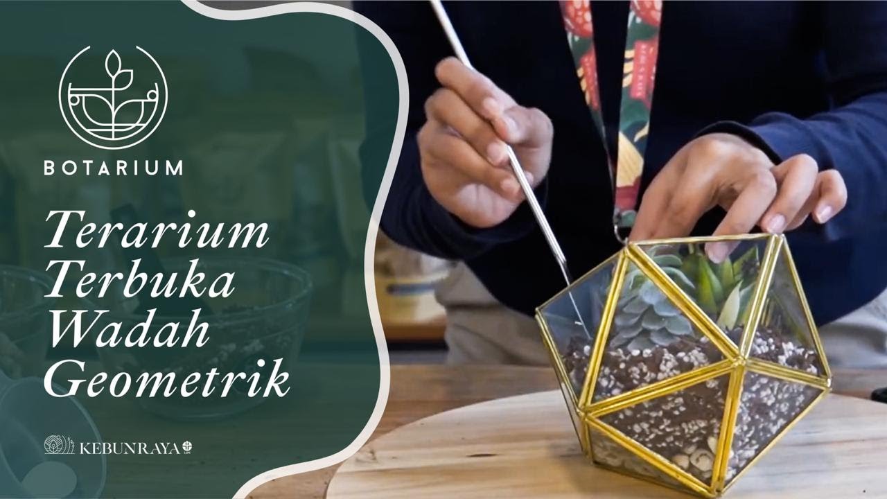 Terarium terbuka dengan Wadah Geometrik ala Botarium - YouTube