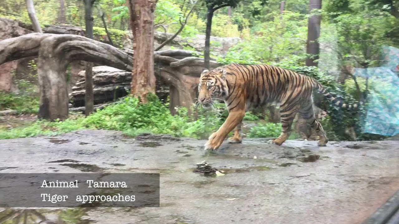 Tiger approaches 近寄るトラ - YouTube