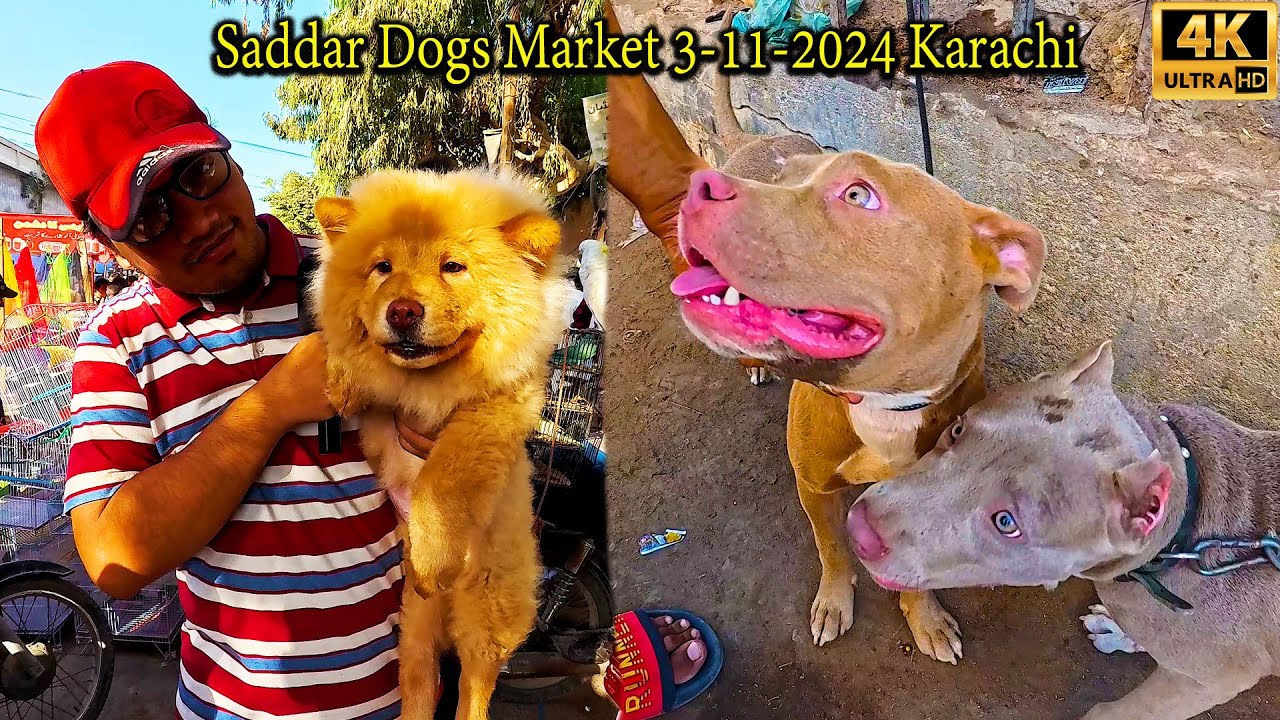 Saddar Dogs Market 3-11-24 Karachi Latest Updates | Rare and pedigree ...