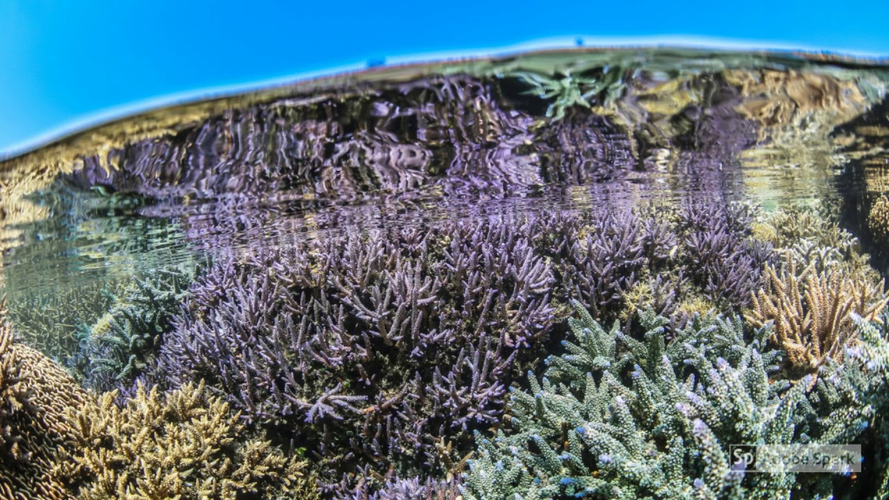 Five Hour Real Coral Reef Sounds - Great Barrier Reef - YouTube