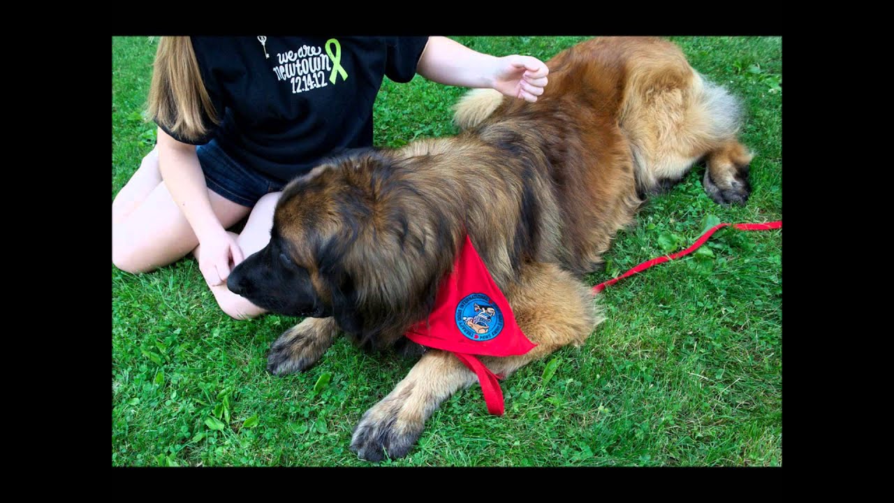 Newtown, Thank you to Therapy Dogs June 22, 2013 - YouTube