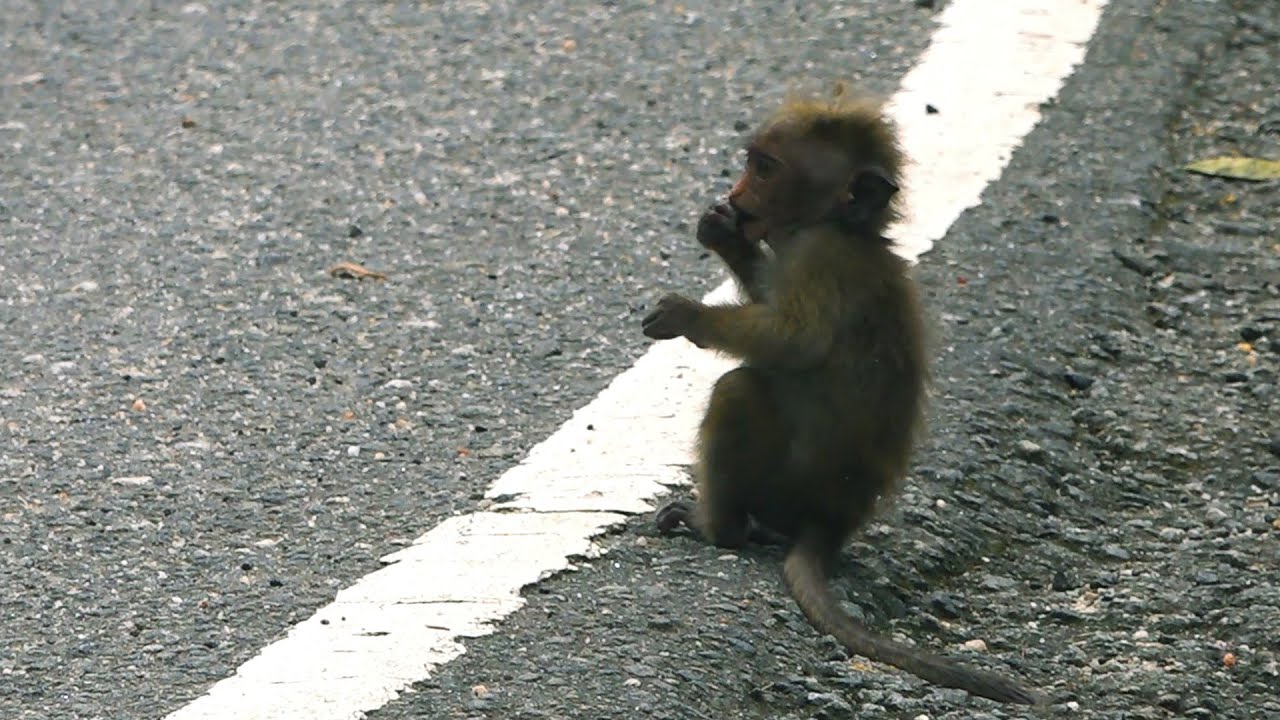 Lost Baby Monkey Near The Road - YouTube