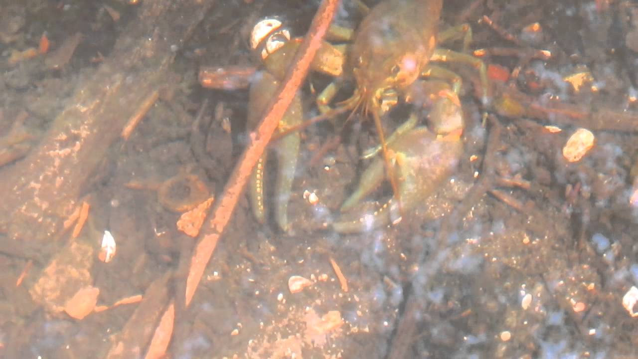ATTACK OF THE CRAYFISH - YouTube