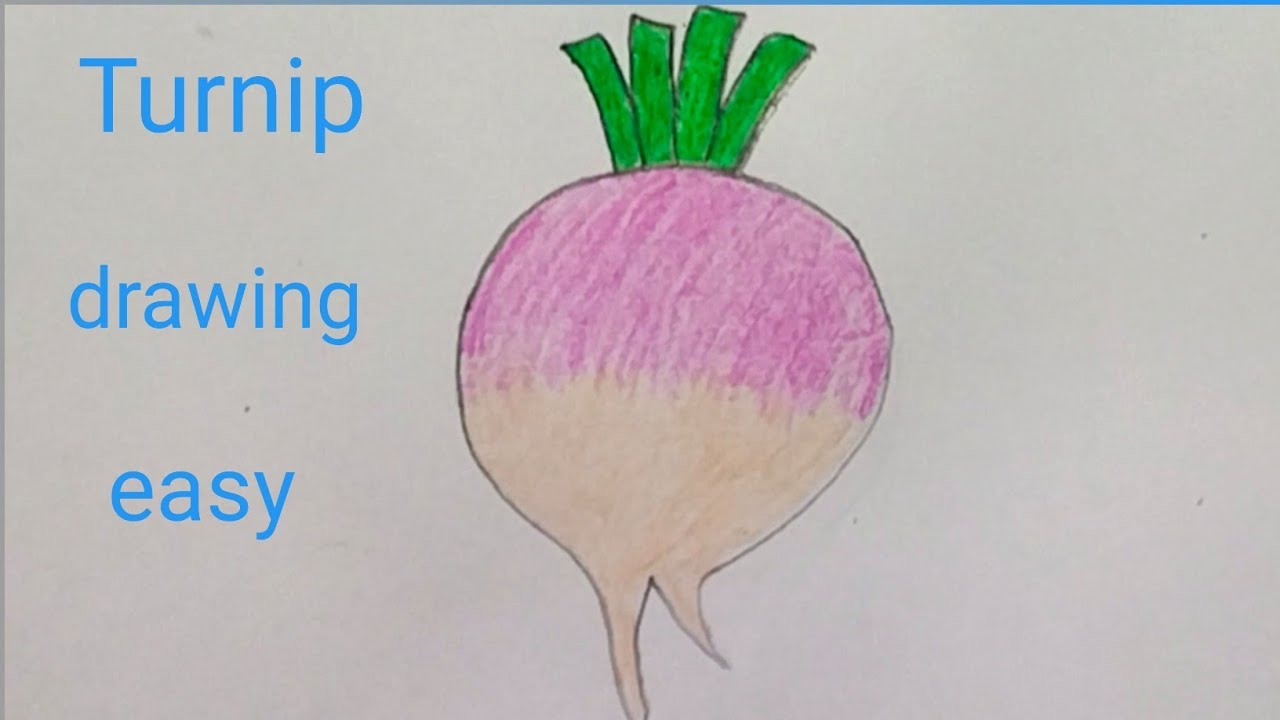 Turnip drawing easy||Vegetable drawing of Turnip||শালগম ড্রয়িং ...