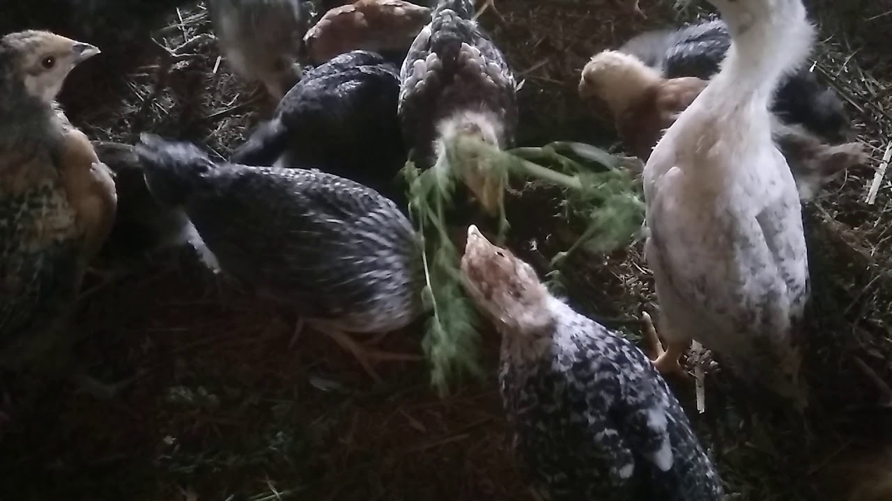 Desi murga farm - YouTube