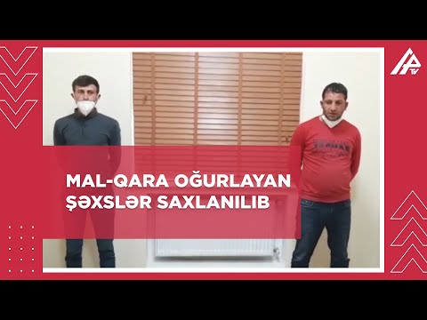 Zərdabda qoyun oğruları tutuldu