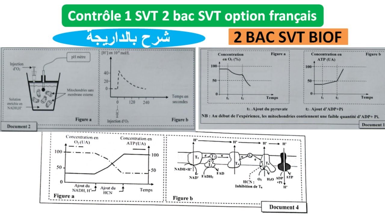 Contrôle 1 Svt 2 Bac Svt Option Français تصحيح الفرض بالداريجة Youtube