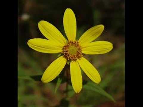 Urmas Alender - Kevade
