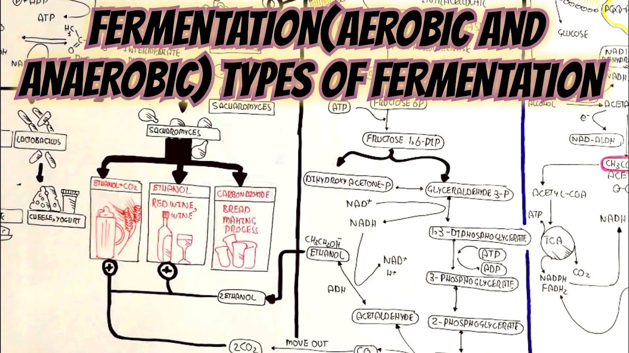 Fermentation(Aerobic And Anaerobic)Types/Fermentation Products ...