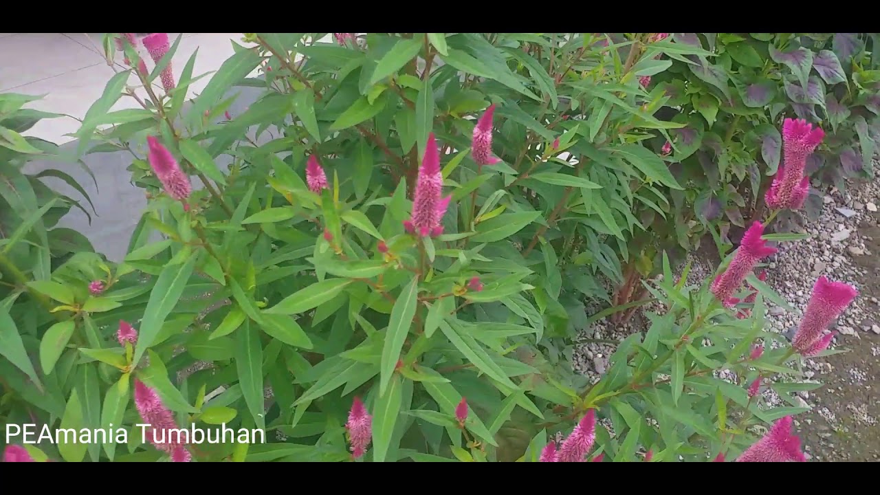 Bunga jengger merah atau celosia - YouTube