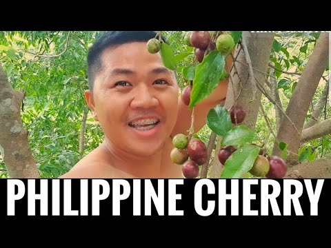 Seriales - Philippine Cherry ( Uguressa/Ramonchi/Governor's Plum) - YouTube
