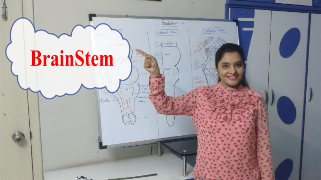 BRAINSTEM | PART-1 - YouTube