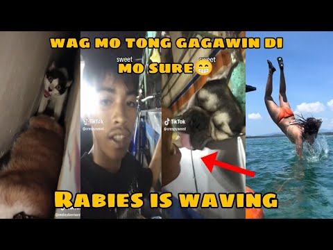 RABIES IS WAVING BOY 🤣 WAG GAGAWIN DI MO SURE / MEMES TIKTOK FUNNY ...