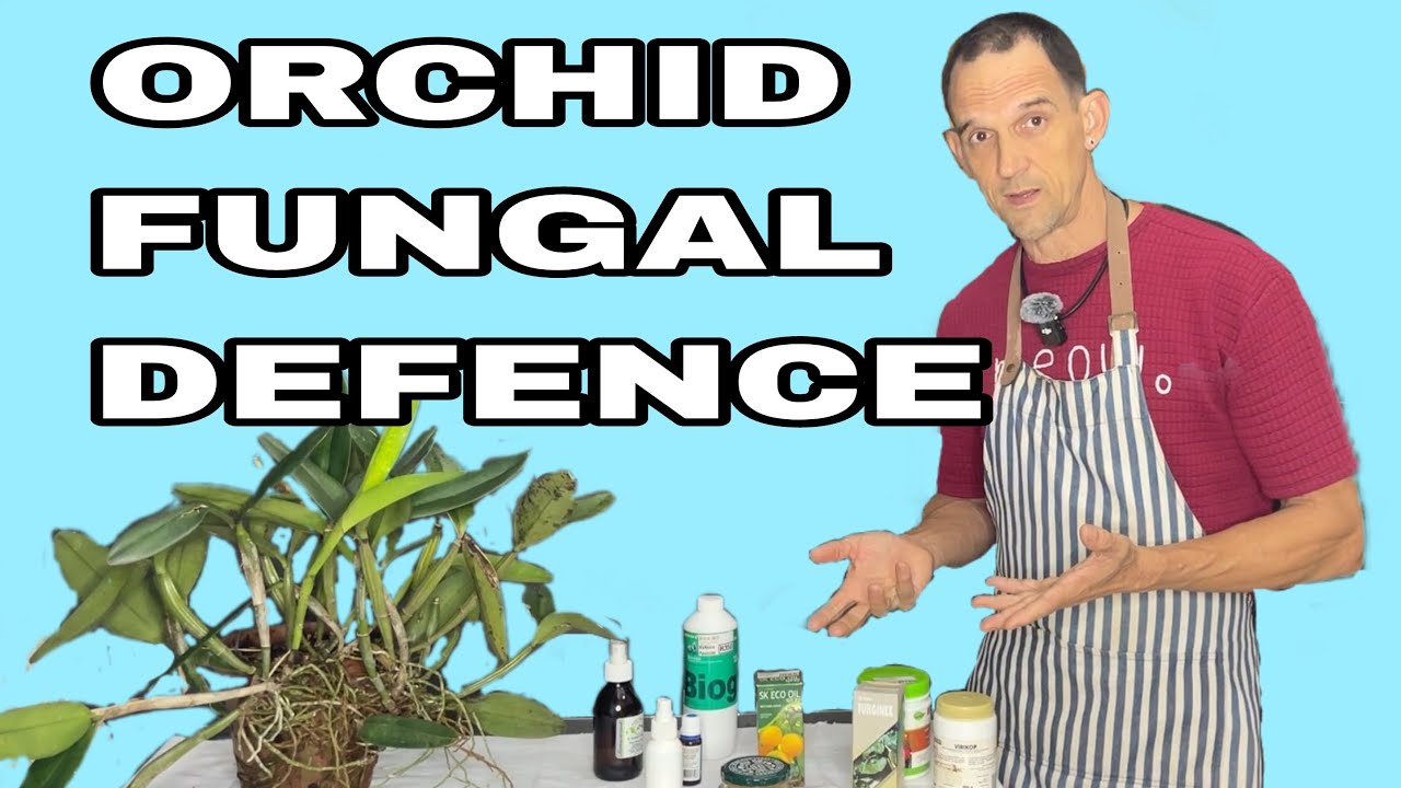 Fungal Defense: Preventative Measures for Healthy Orchids - YouTube