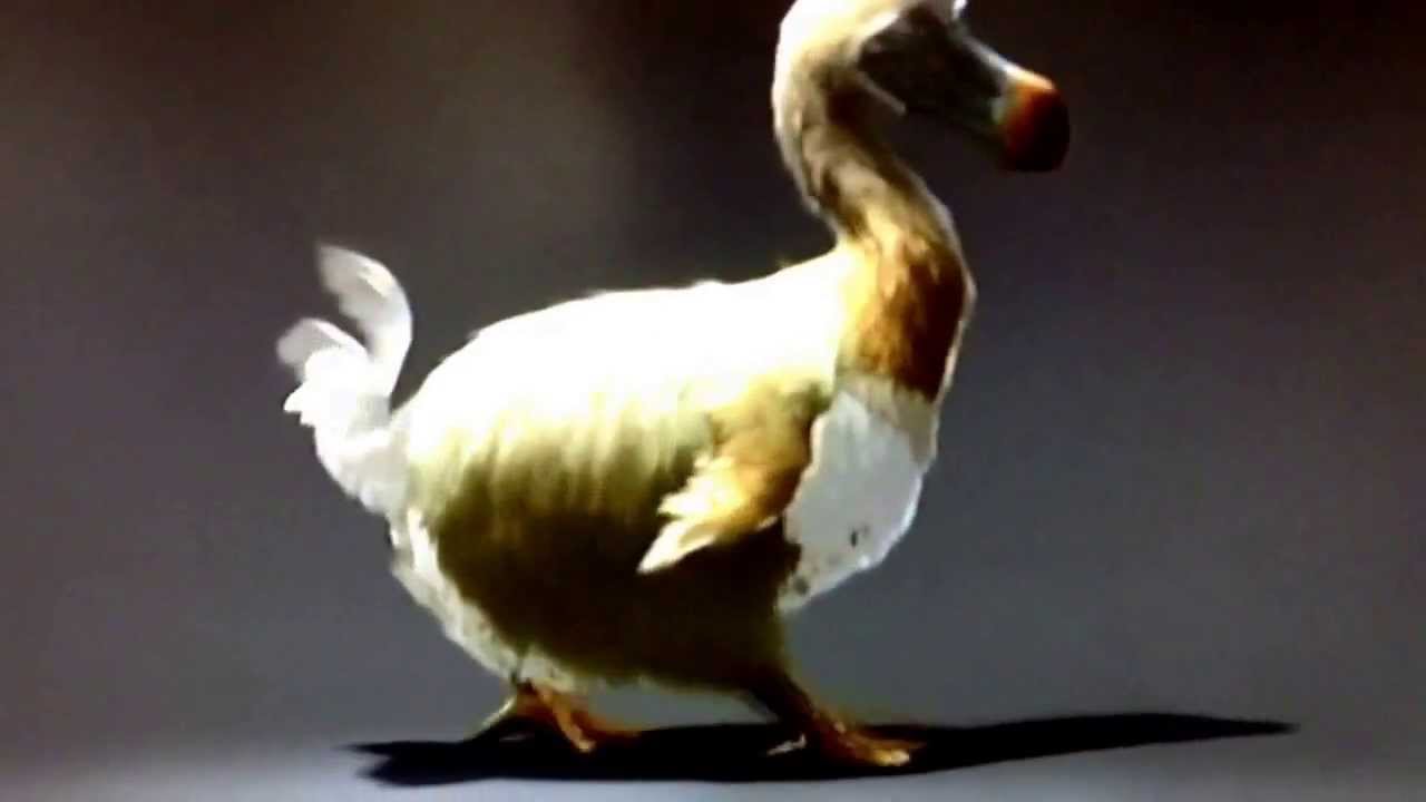 Walking Dodo - YouTube