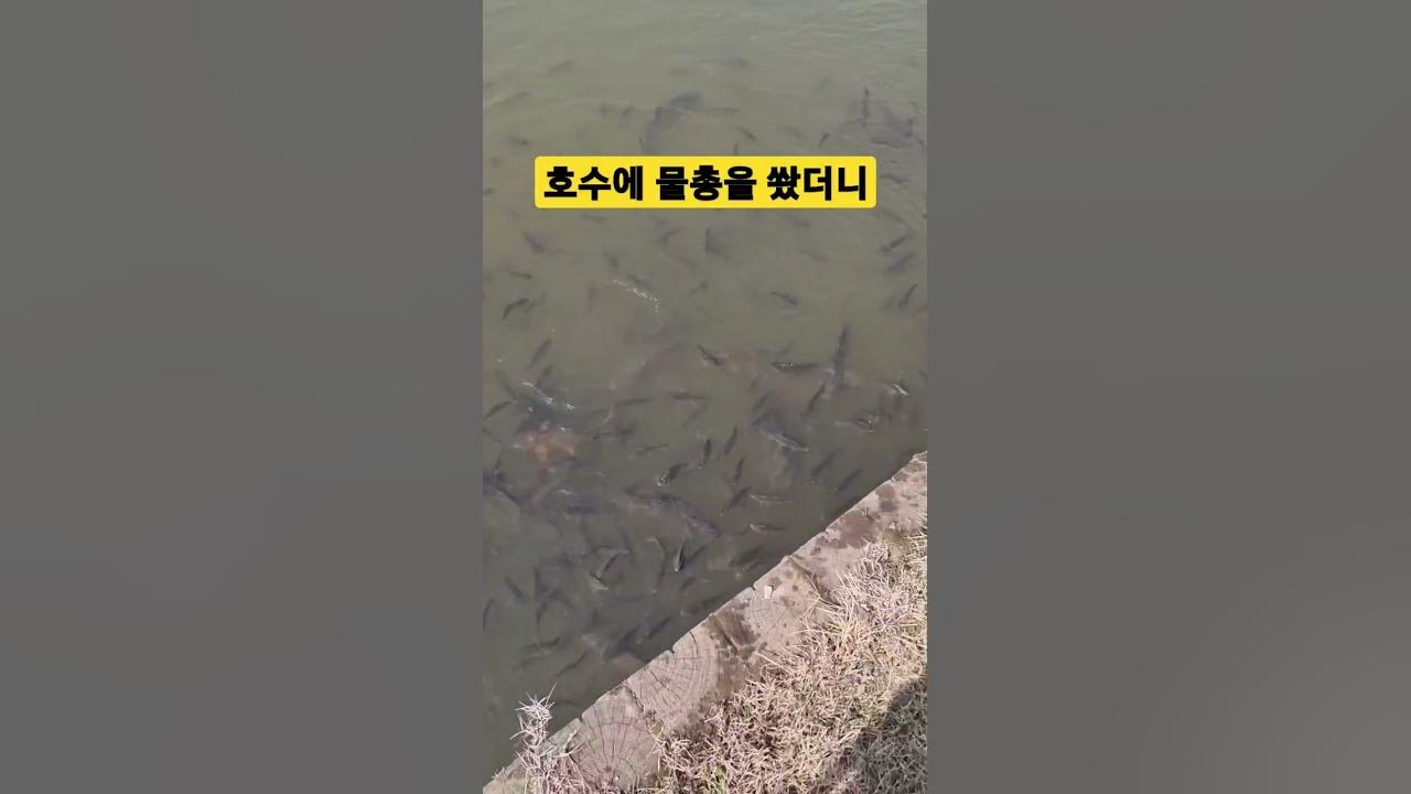 호수에 물총을 쐈더니 수백마리 물고기떼가 몰려온다 Youtube